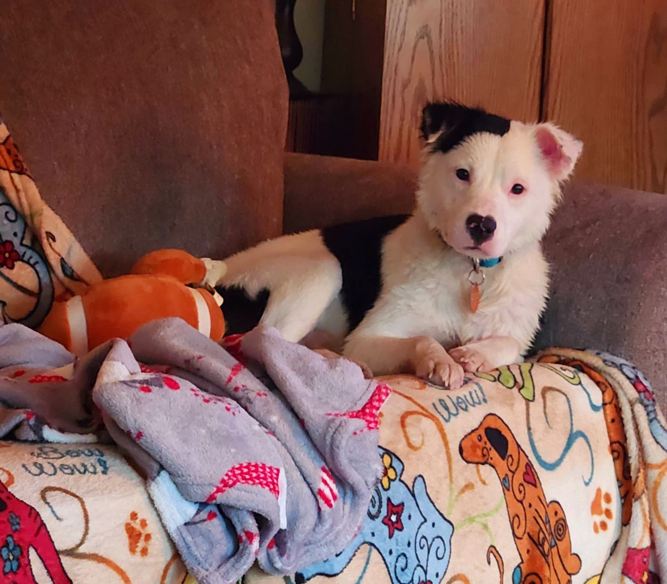 Success Stories – Barrio Dogs